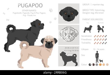 Pugapoo clipart. Pug Poodle mix. Different coat colors set. Vector ...