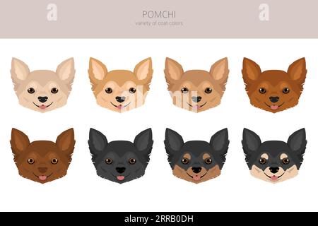 Pomchi clipart. Pomeranian Chihuahua mix. Different coat colors set ...