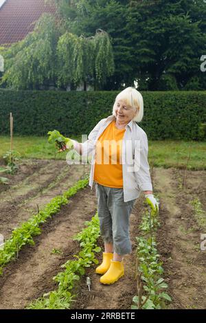Radishes with soil, farmers hands fresh harvested red radish vegetables ...