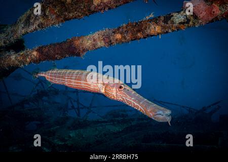 A cool looking trumpetfish (Aulostomus maculatus) on the reef off the ...