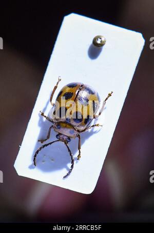 211030 -- GUANGZHOU, Oct. 30, 2021 -- Photo taken on Oct. 25, 2021 ...