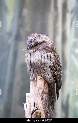 Tawny Frogmouth (Podargus strigoides) spotted outdoors in the wild ...