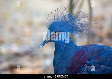 Behold the majestic Victoria Crowned Pigeon, Goura victoria, native to ...