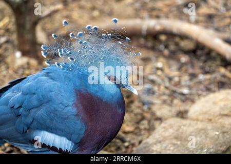 Behold the majestic Victoria Crowned Pigeon, Goura victoria, native to ...