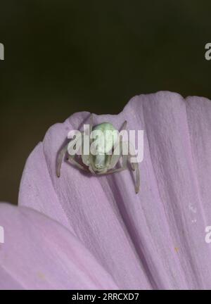 Green Crab Spider on Pink Cosmos Daisy Stock Photo - Alamy