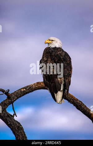 A majestic bald eagle looking to the left Stock Photo - Alamy