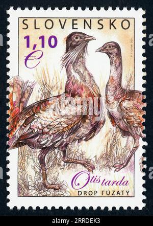 Great Bustard (Otis tarda Stock Photo - Alamy