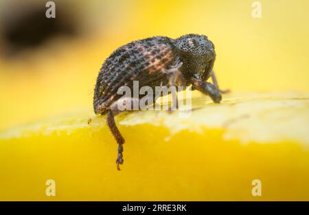 Sternochetus mangiferae infesting the ripe mango flesh Stock Photo - Alamy