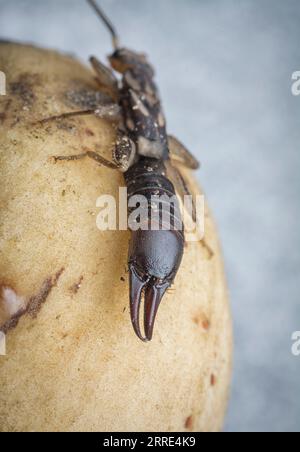 closeup with female earwig dermaptera insect Stock Photo - Alamy