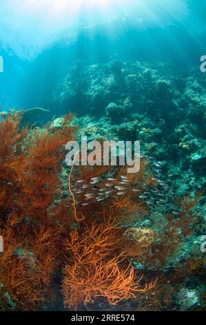 My Reef Dive site, Penemu Island, Raja Ampat, Indonesia Stock Photo - Alamy