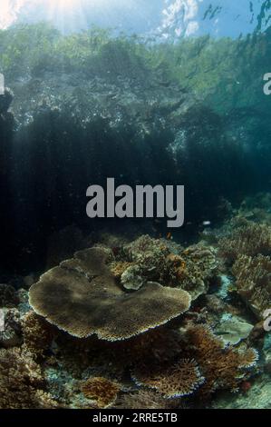 Leather Coral, Lobophytum sp, and Table Coral, Acropora sp, with island ...