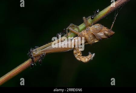 closeup of various species of colored grasshopper Stock Photo - Alamy