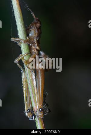 closeup of various species of colored grasshopper Stock Photo - Alamy