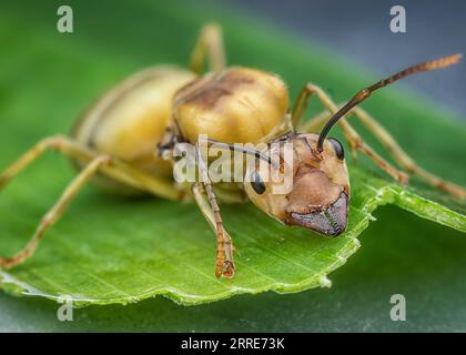 giant queen of Alate ants Stock Photo - Alamy