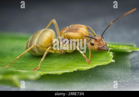 giant queen of Alate ants Stock Photo - Alamy