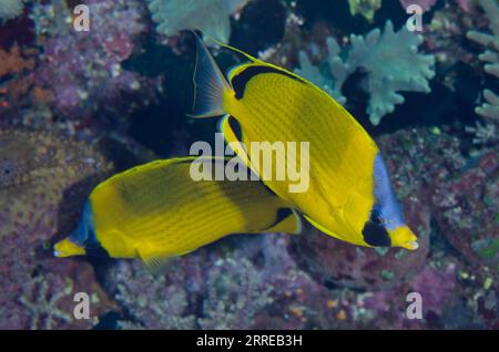 Dotted Butterflyfish, Chaetodon semeion, Boo West dive site, Misool ...