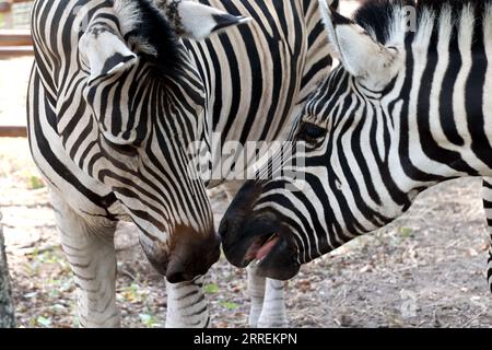 Non Exclusive: LISNE, UKRAINE - SEPTEMBER 6, 2023 - A zebra is pictured ...