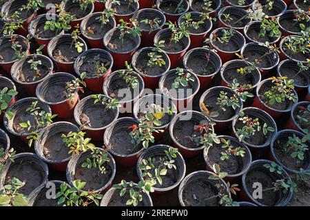 Cuttings of rose seedlings in nursery, North China Stock Photo - Alamy