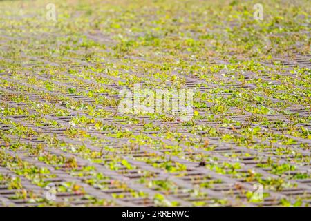 Grass grows through paving slabs. Pattern from the flooring. Bridge ...
