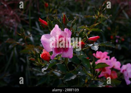 closeup of the rich pink with a red centre blot of the compact growing ...
