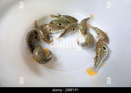 Fresh puffer fish, close up Stock Photo - Alamy
