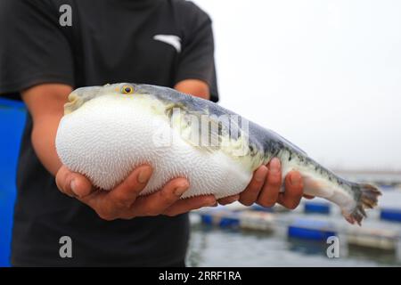 Workers are catching puffer fish on a farm， North China Stock Photo - Alamy