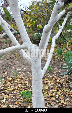Autumn whitewash of fruit trees in the orchard for protection against ...