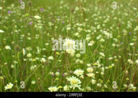 Scabiosa ochroleuca grows in the wild among grasses Stock Photo - Alamy