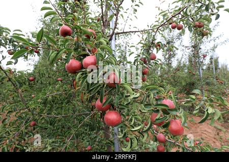 fruit growing in close clusters Stock Photo - Alamy