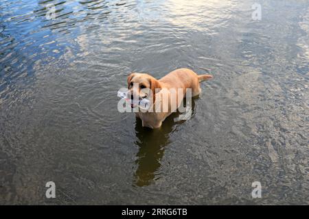 A pet dog bites a plastic bottle and swims in the water, North China ...
