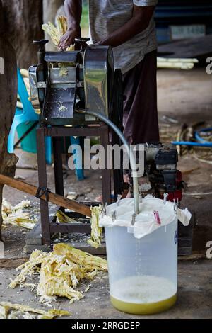 fresh sugarcane juice refreshing natural drink at street shop Stock ...