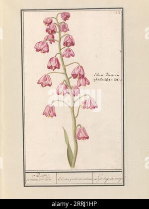 Persian lily (Fritillaria persica), 1596-1610. Commissioned by Emperor ...