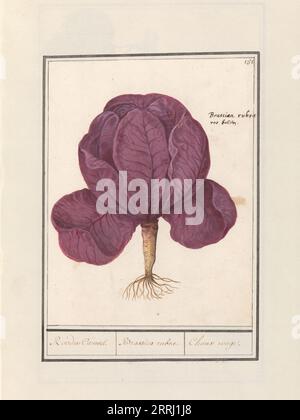 Cabbage, Brassica oleracea var. capitata. Handcoloured woodblock ...
