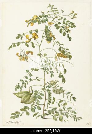 Bladder senna Colutea arborescens, (botany book, 1879), Gelber ...