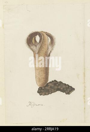 Hydnora africana Thunb. (Jackal-food plant), cross section, 1777-1786 ...