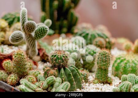 Set of beautiful cacti, close-up view Stock Photo - Alamy