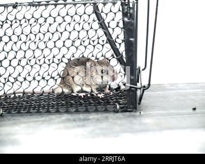 Live mouse invading a home is caught in a live mouse trap Stock Photo ...