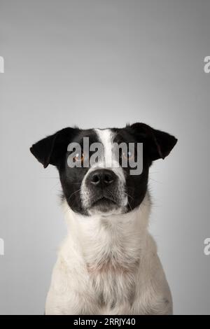 Animal welfare dogs in studio Stock Photo - Alamy