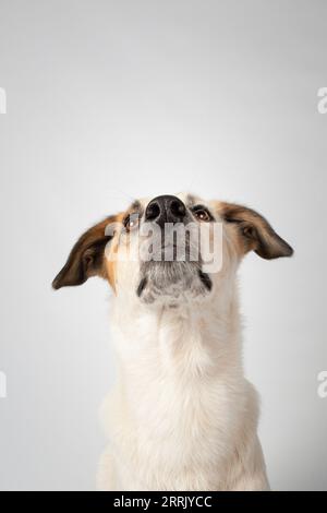 Animal welfare dogs in studio Stock Photo - Alamy