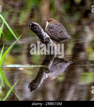 The dipper is the only representative of the dipper family that also ...