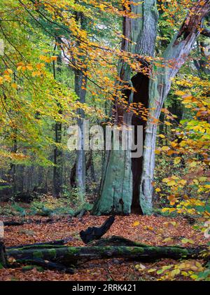 Primeval beech forest in autumn with overturned tree in the foreground ...