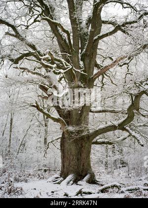 The Rapp oak in the Sababurg primeval forest, an imposing old English ...