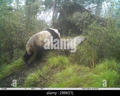A wild giant panda is captured by infrared camera on a mountain at ...