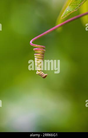 Tendril of Passiflora edulis with raindrops, bokeh Stock Photo - Alamy