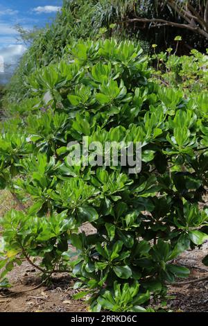 Trees in Koko Crater Botanical Garden on Oahu Island in Hawaii, United ...