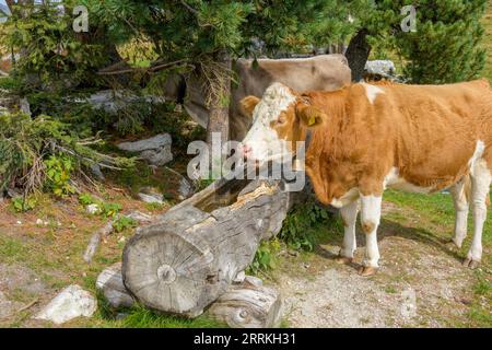 Austria, Tyrol, Zillertal, cows at Penkenalm Stock Photo - Alamy