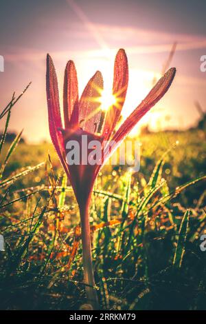 Close-up of beautiful Pink Crocus Flowers on a Meadow Stock Photo - Alamy