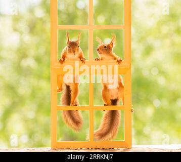 Red Squirrels with a window frame Stock Photo - Alamy