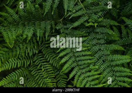 Eagle fern (Pteridium aquilinum), Pfälzerwald Nature Park, Pfälzerwald ...