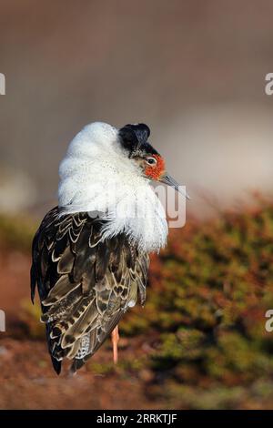 Ruffed Sandpiper male in mating plumage, Varanger Peninsula, Norway ...